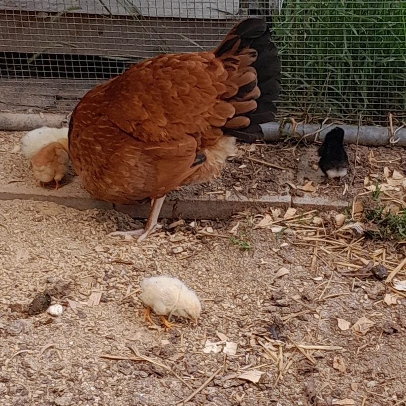 Nutrena NatureWise Harvest Blend Egg Layer Textured Feed at Tractor ...