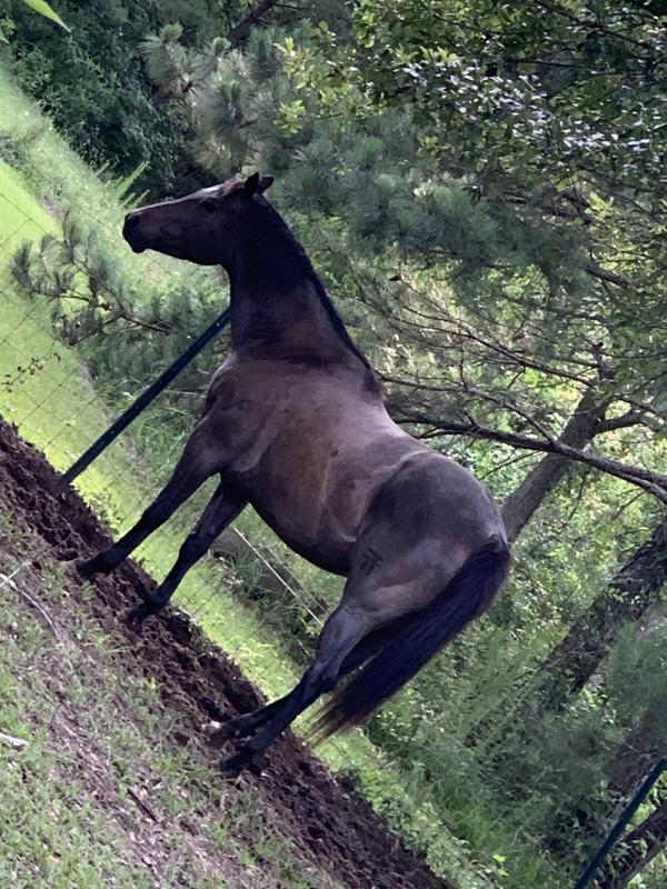 Nutrena Empower Boost High-Fat Rice Bran Horse Feed Supplement, 40 lb ...