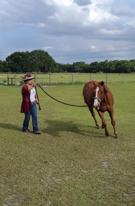 Nutrena ProForce Fuel XF Textured Horse Feed, 50 lb. Bag at Tractor ...