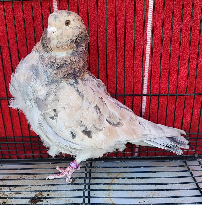 Nutrena Hi Pro Scratch Poultry Grains at Tractor Supply Co