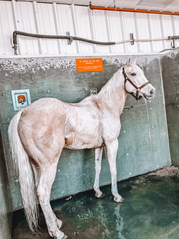 Nutrena ProForce Fuel Textured Horse Feed, 50 lb. Bag at Tractor Supply Co