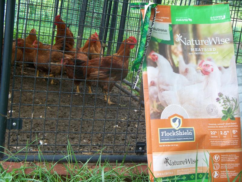 Nutrena NatureWise Meatbird Crumbled Chicken Feed, 40 lb. Bag at ...