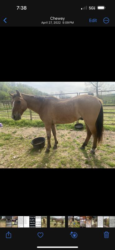 Nutrena Empower Boost High-Fat Rice Bran Horse Feed Supplement, 40 lb ...