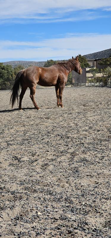 Nutrena Empower Boost High-Fat Rice Bran Horse Feed Supplement, 40 lb ...