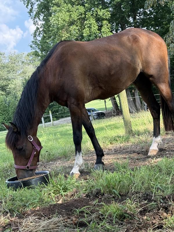 Nutrena ProForce Fuel XF Textured Horse Feed, 50 lb. Bag at Tractor ...