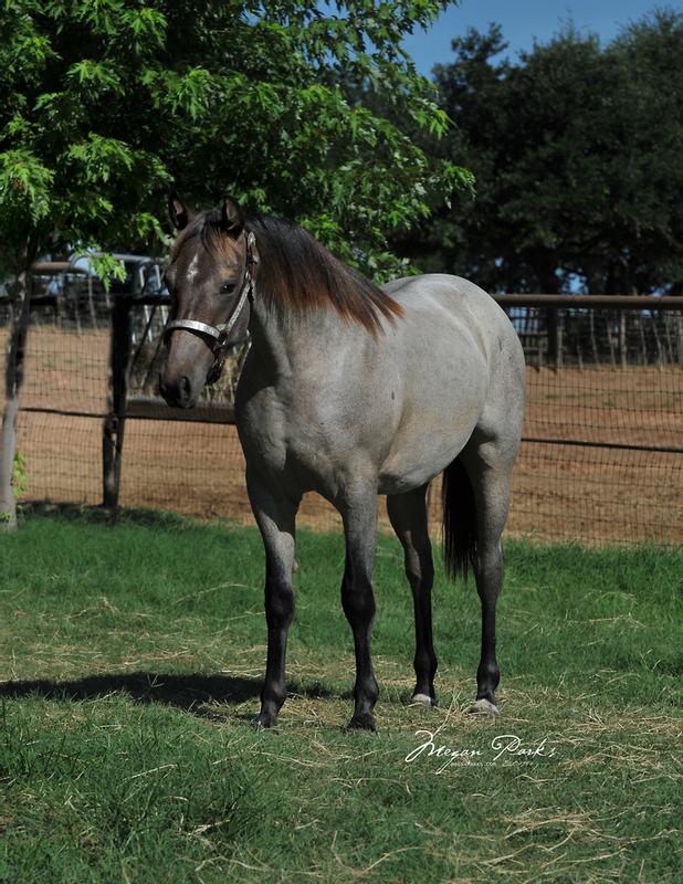Nutrena Empower Boost High-Fat Rice Bran Horse Feed Supplement, 40 lb ...