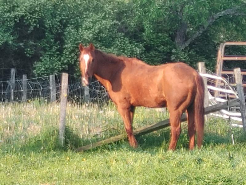 Nutrena ProForce Textured Senior Horse Feed, 50 lb. Bag at Tractor ...