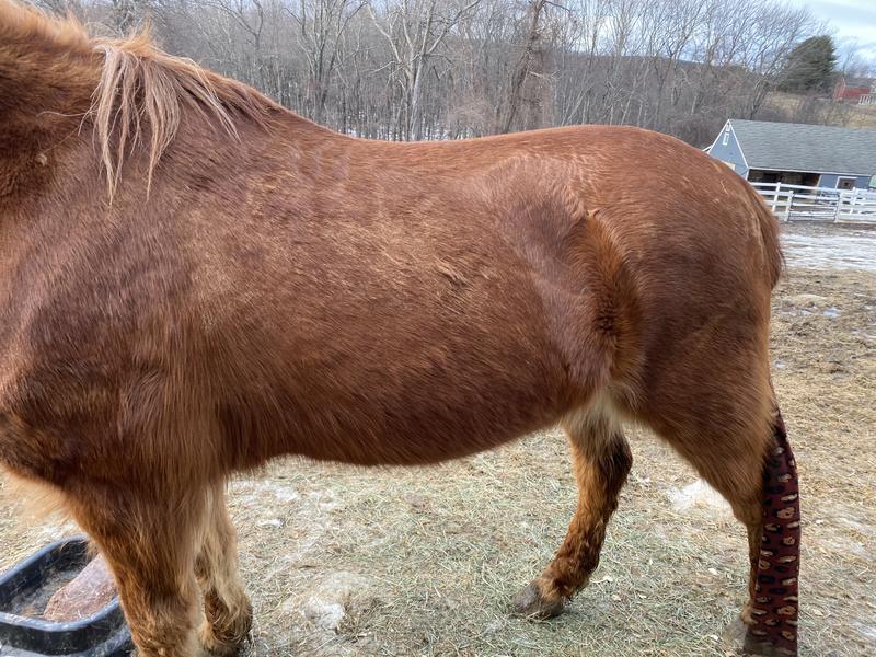 Nutrena Empower Boost High-Fat Rice Bran Horse Feed Supplement, 40 lb ...