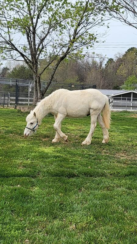 Nutrena SafeChoice All Life Stages Pelleted Horse Feed, 50 lb. Bag at ...