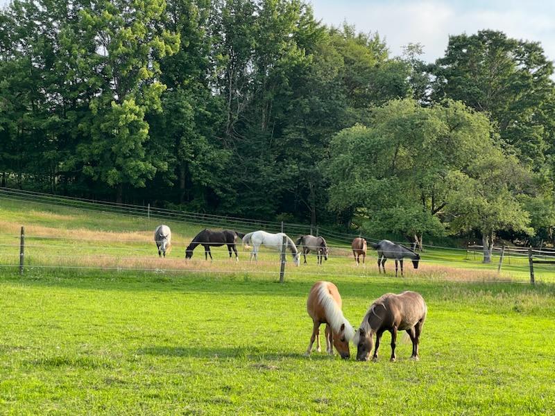 Nutrena Triumph 12-8 Pelleted Horse Feed, 50 lb. Bag at Tractor Supply Co