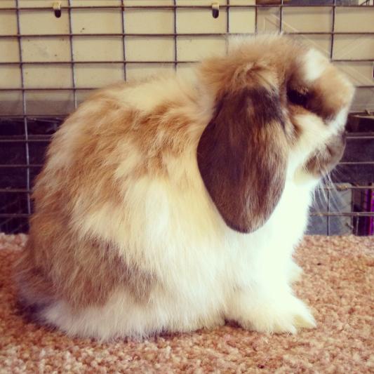 Nutrena NatureWise Premium Rabbit Food, 25 lb. at Tractor Supply Co