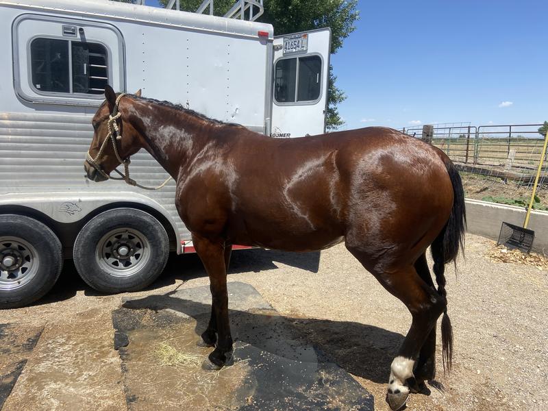 Nutrena ProForce Fuel XF Textured Horse Feed, 50 lb. Bag at Tractor ...