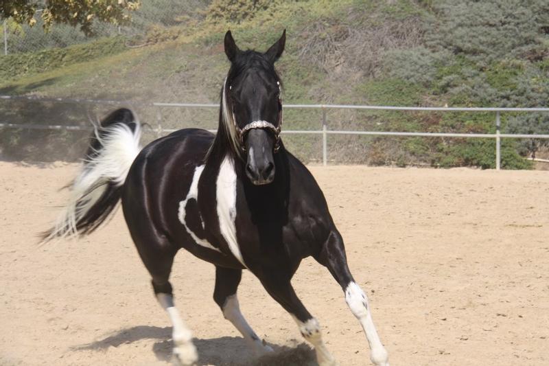 Nutrena Empower Boost High-Fat Rice Bran Horse Feed Supplement, 40 lb ...