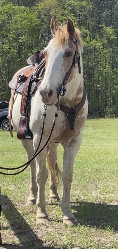 Nutrena ProForce Fuel XF Textured Horse Feed, 50 lb. Bag at Tractor ...