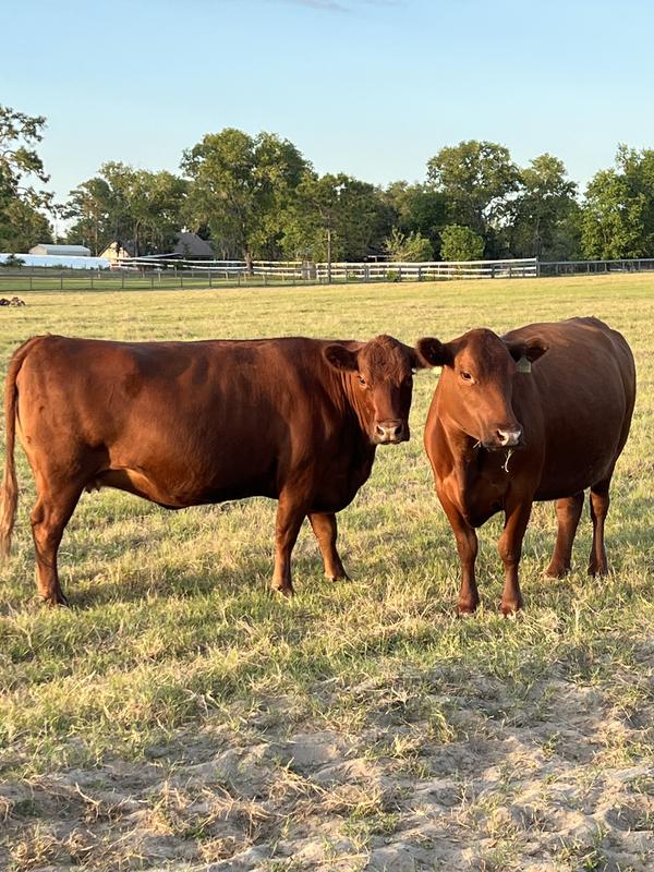 Nutrena NutreBeef All-Purpose Cattle Mineral Supplement with Fly ...