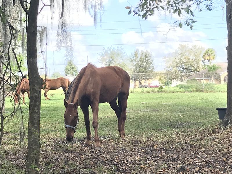 Nutrena ProForce Fuel Textured Horse Feed, 50 lb. Bag at Tractor Supply Co