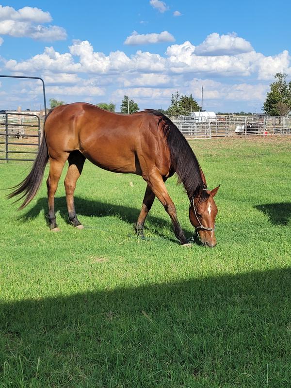 Nutrena Empower Boost High-Fat Rice Bran Horse Feed Supplement, 40 lb ...