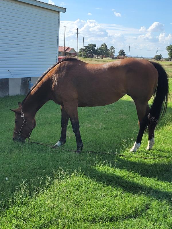 Nutrena Empower Boost High-Fat Rice Bran Horse Feed Supplement, 40 lb ...