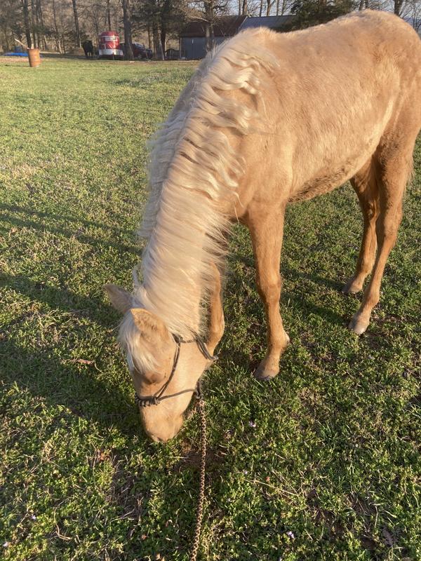 Nutrena ProForce Fuel Textured Horse Feed, 50 lb. Bag at Tractor Supply Co