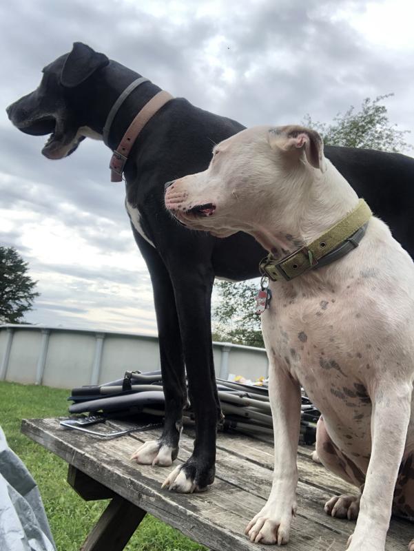 Nutrena Loyall Life All Life Stages Grain-Free Chicken and Sweet Potato ...