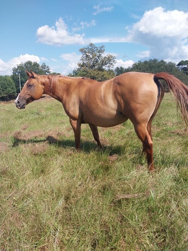 Nutrena Triumph 12-8 Pelleted Horse Feed, 50 lb. Bag at Tractor Supply Co.