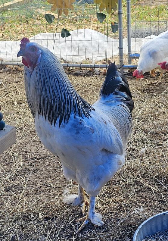 Nutrena Hi Pro Scratch Poultry Grains at Tractor Supply Co