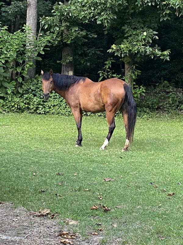 Nutrena Empower Boost High-Fat Rice Bran Horse Feed Supplement, 40 lb ...