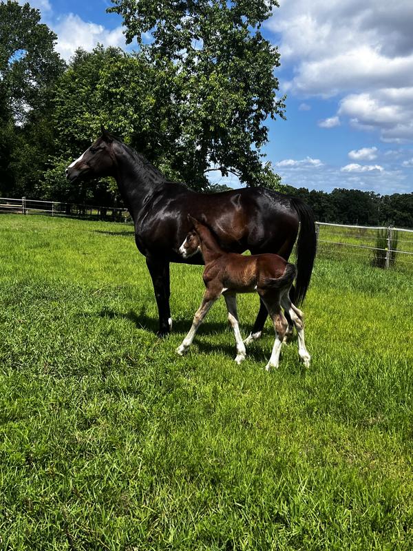 Nutrena Empower Boost High-Fat Rice Bran Horse Feed Supplement, 40 lb ...