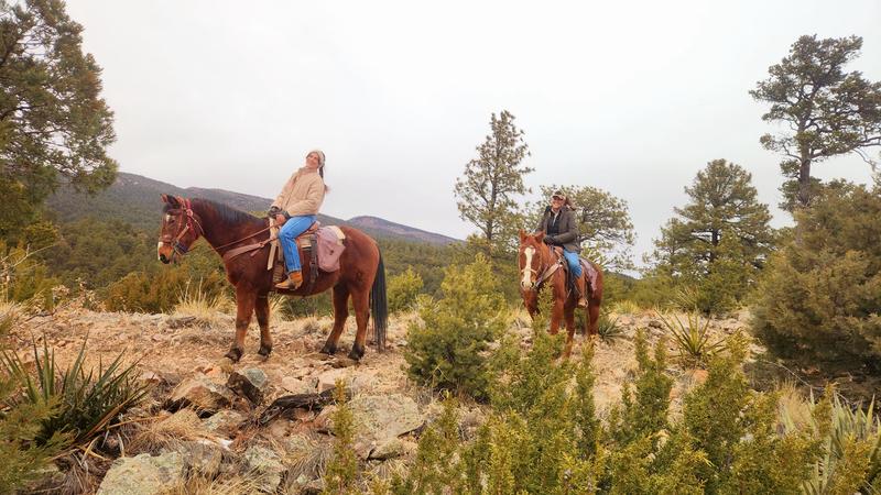 Nutrena Triumph 12-8 Pelleted Horse Feed, 50 lb. Bag at Tractor Supply Co