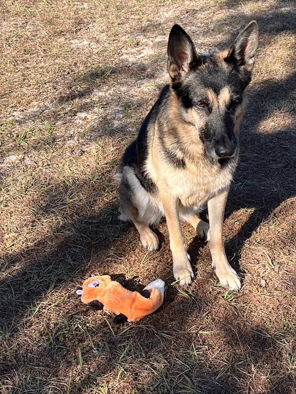 Nutrena Loyall Life Advanced Solutions Healthy Digestion Adult Chicken ...