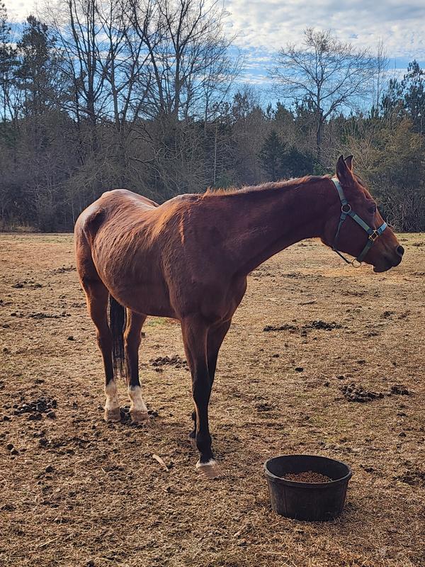 Nutrena Triumph 12-8 Pelleted Horse Feed, 50 lb. Bag at Tractor Supply Co