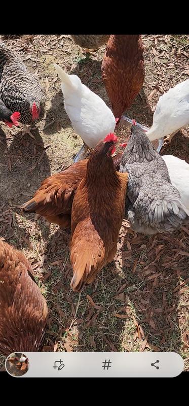 Nutrena Hi Pro Scratch Poultry Grains, 50 lb. Bag at Tractor Supply Co.