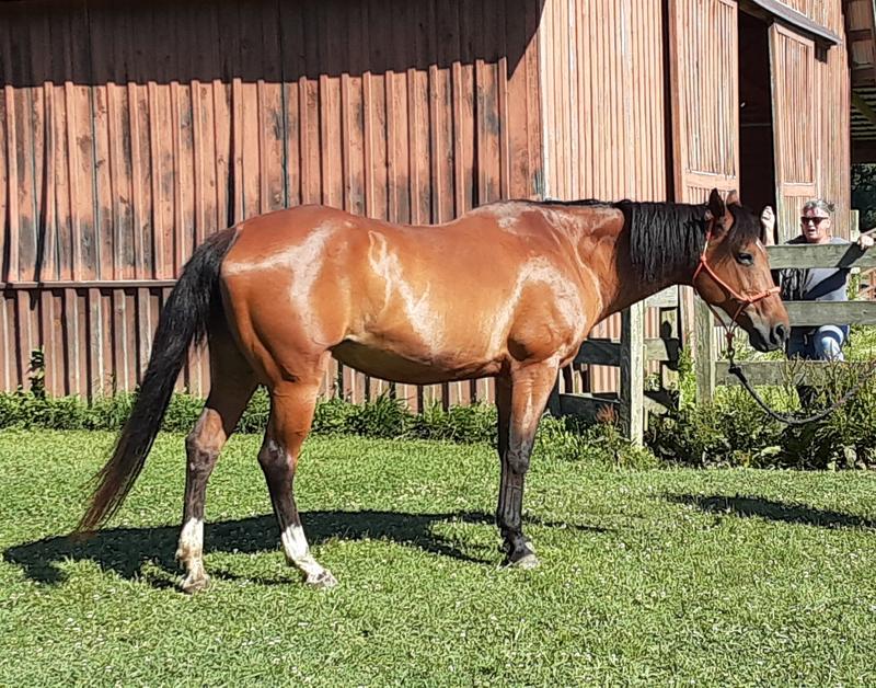 Nutrena Empower Boost High-Fat Rice Bran Horse Feed Supplement, 40 lb ...