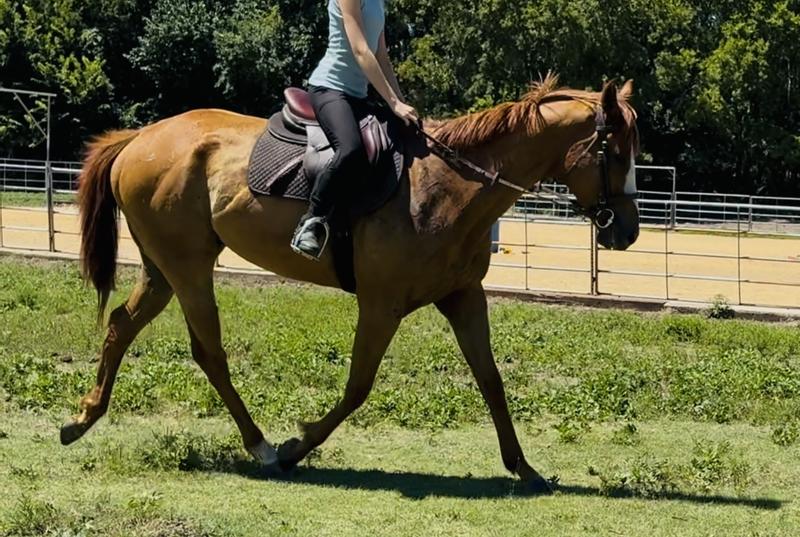 Nutrena Empower Boost High-Fat Rice Bran Horse Feed Supplement, 40 lb ...