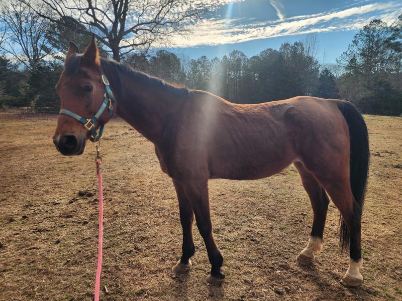 Nutrena Triumph 12-8 Pelleted Horse Feed, 50 lb. Bag at Tractor Supply Co