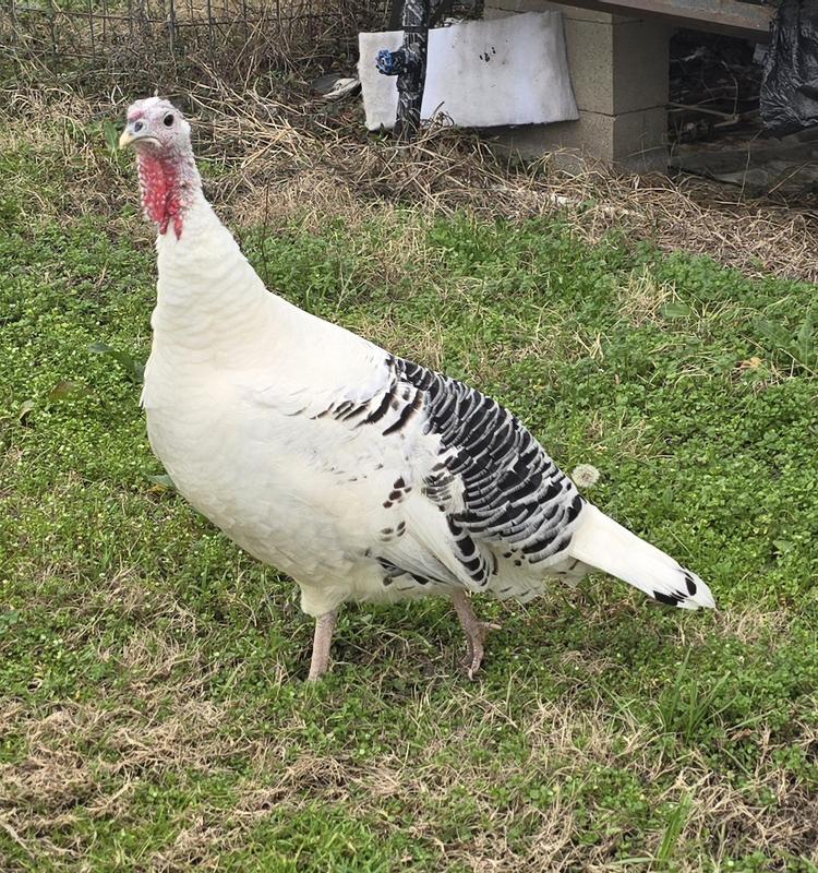 Nutrena Hi Pro Scratch Poultry Grains at Tractor Supply Co