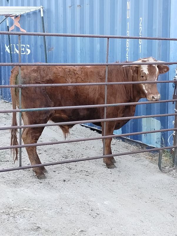 Nutrena NutreBeef Grower/Finisher Cattle Supplement, 50 lb. at Tractor ...