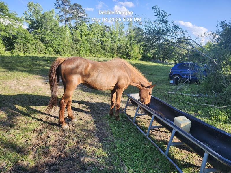 Nutrena Empower Boost High-Fat Rice Bran Horse Feed Supplement, 40 lb ...