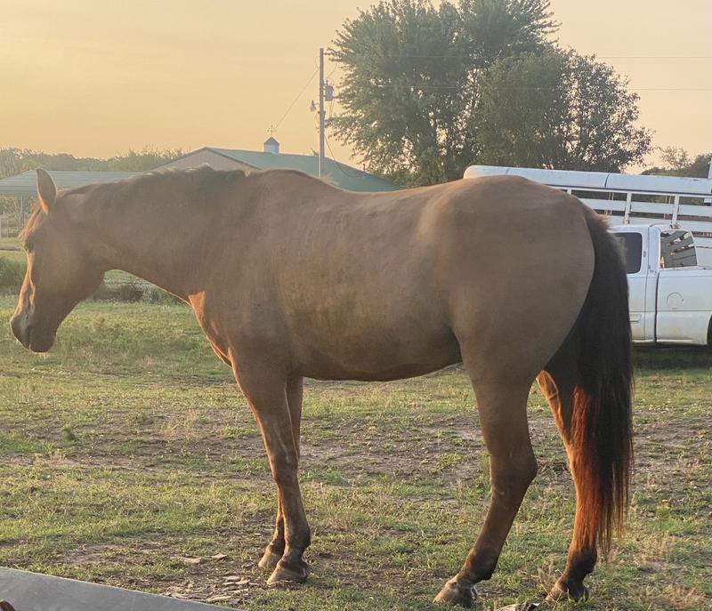 Nutrena Empower Boost High-Fat Rice Bran Horse Feed Supplement, 40 lb ...