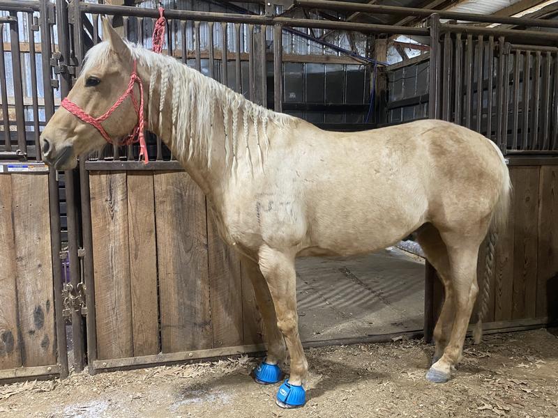 Nutrena Triumph 12-8 Pelleted Horse Feed, 50 lb. Bag at Tractor Supply Co