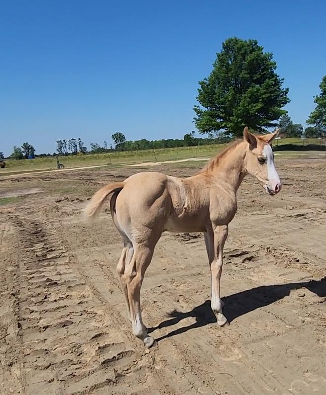 Nutrena ProForce Fuel XF Textured Horse Feed, 50 lb. Bag at Tractor ...