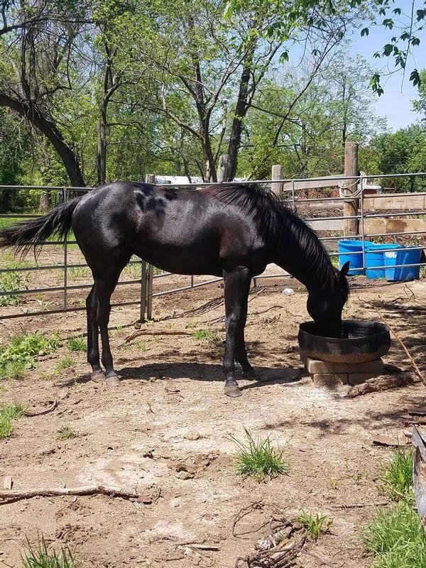 Nutrena Empower Boost High-Fat Rice Bran Horse Feed Supplement, 40 lb ...