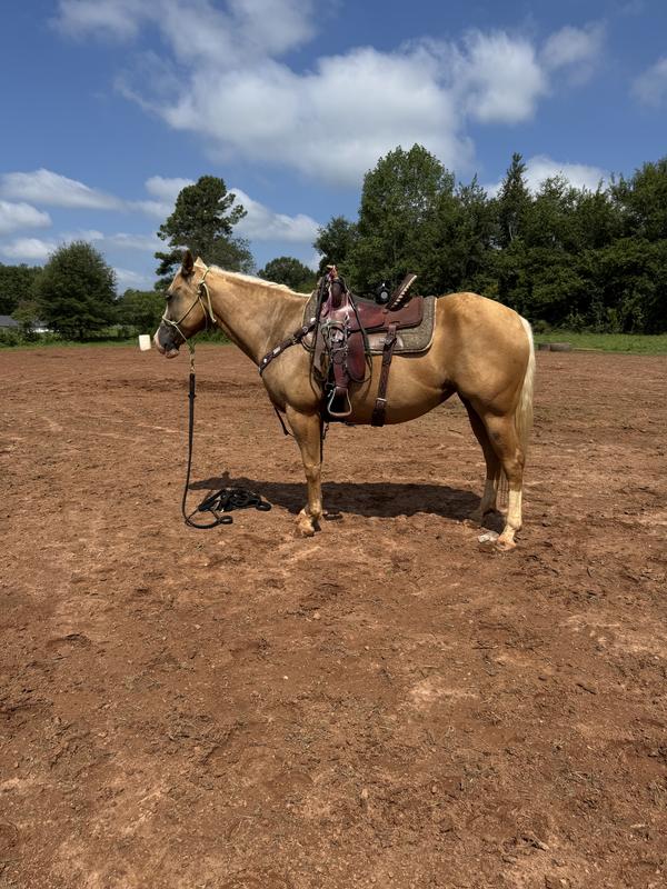 Nutrena ProForce Fuel XF Textured Horse Feed, 50 lb. Bag at Tractor ...