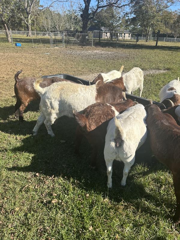 Nutrena Country Feeds 17% Textured Goat Feed, 50 lb. Bag at Tractor ...