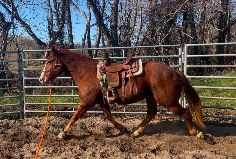 Nutrena Empower Boost High-Fat Rice Bran Horse Feed Supplement, 40 lb ...