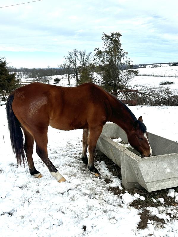 Nutrena Empower Boost High-Fat Rice Bran Horse Feed Supplement, 40 lb ...