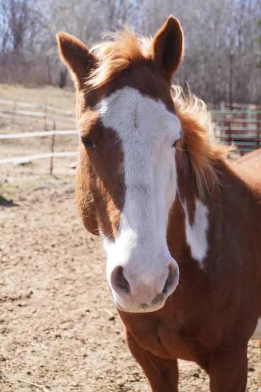 Nutrena SafeChoice All Life Stages Pelleted Horse Feed, 50 lb. Bag at ...