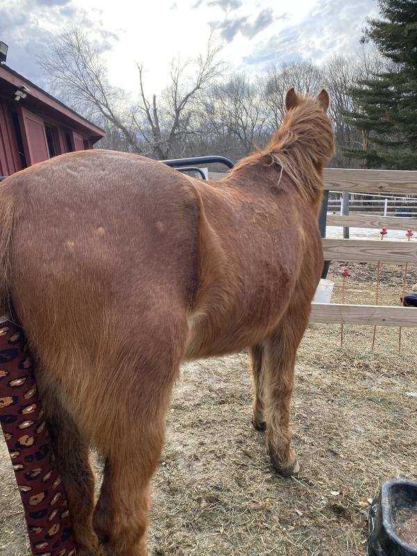 Nutrena Empower Boost High-Fat Rice Bran Horse Feed Supplement, 40 lb ...