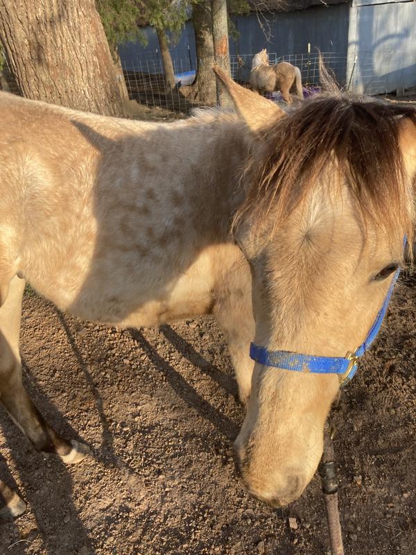 Nutrena ProForce Fuel Textured Horse Feed, 50 lb. Bag at Tractor Supply Co