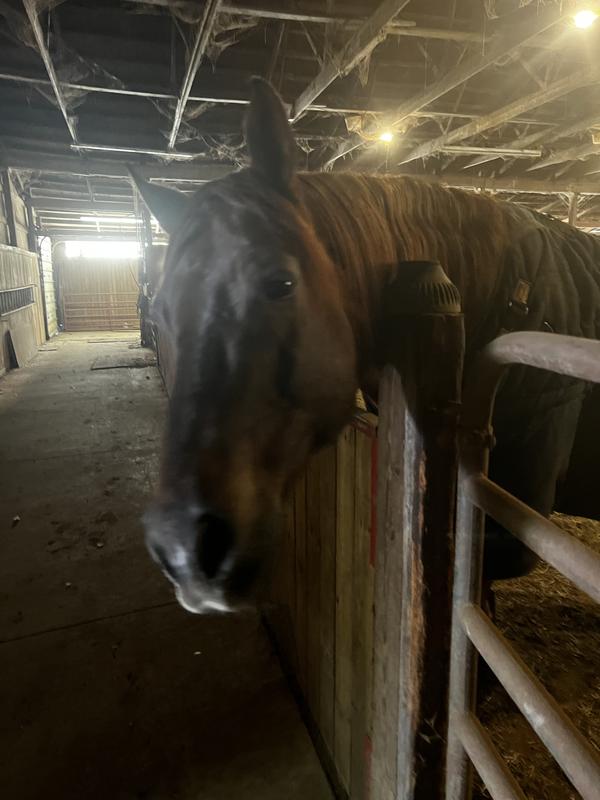 Nutrena ProForce Textured Senior Horse Feed, 50 lb. Bag at Tractor ...